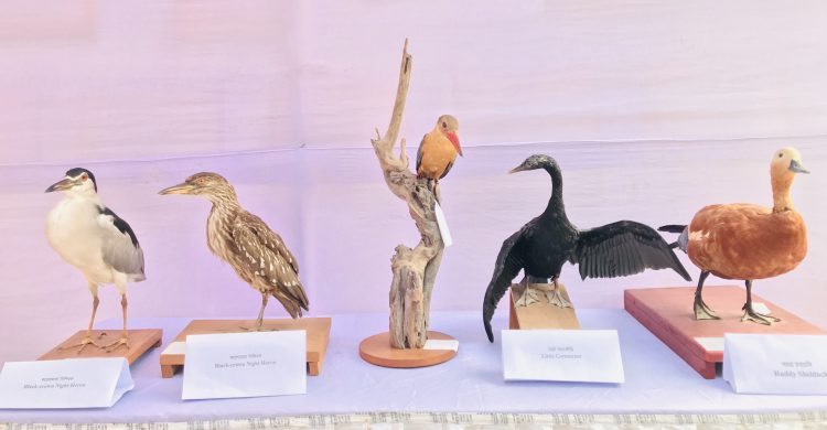 Bird Conservation Club held bird exhibit at Rajshahi University – Daily ...